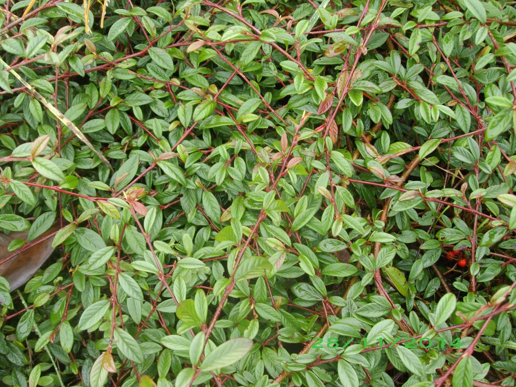 Cotoneaster salicifolius repens • VerdiBolle