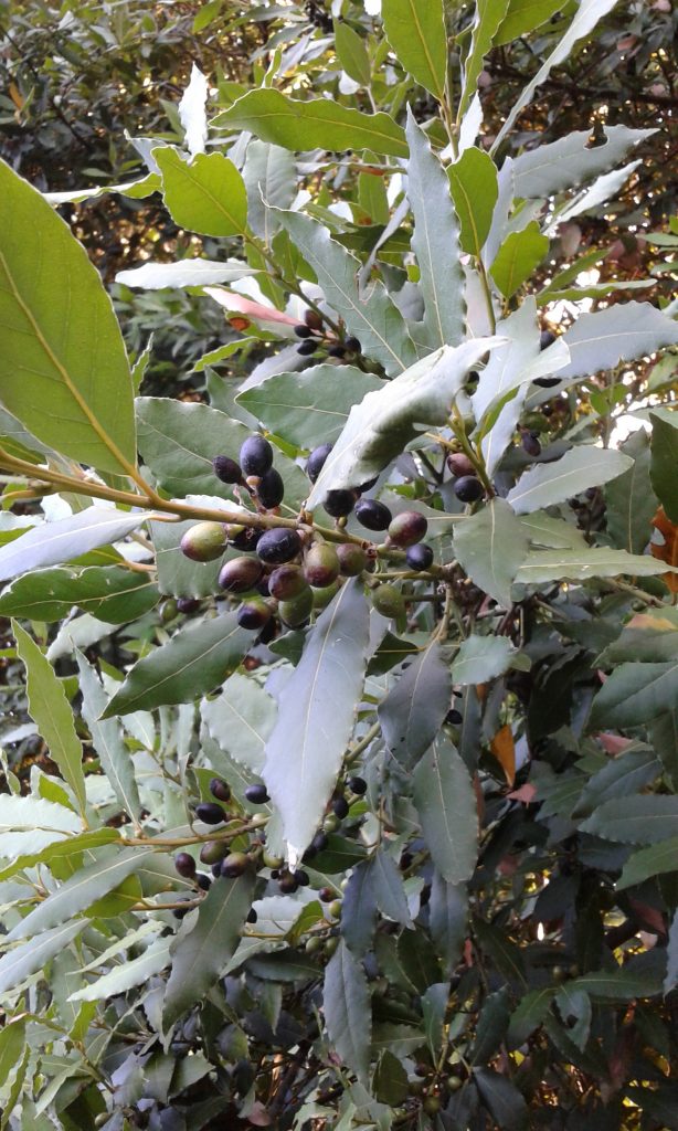 Laurus nobilis • VerdiBolle